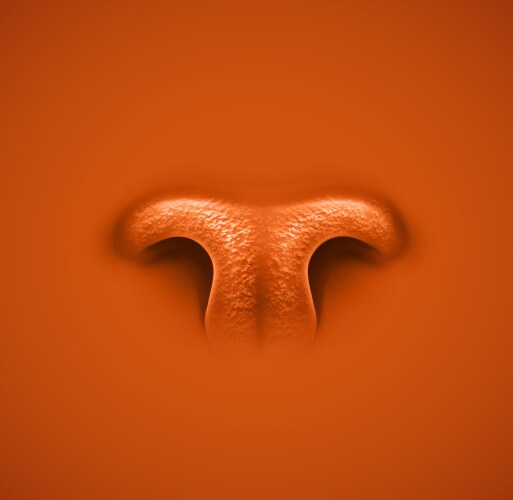 Cats Nose Vector Images (over 6,200)