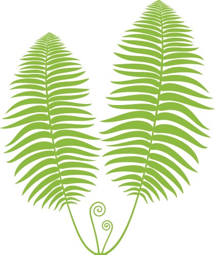 Fern Royalty Free Vector Image - VectorStock