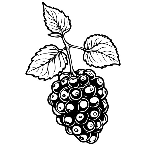 African mango black hand drawn fruit transparent Vector Image