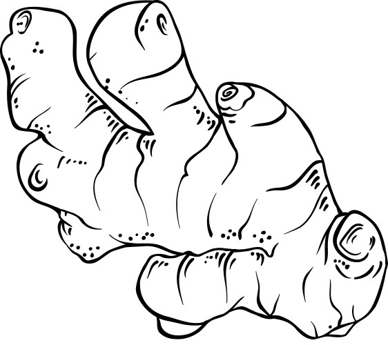 Ginger Line Art Vector Images (over 1,600)