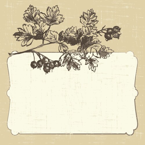Hawthorn May Birth Flower Border – Royalty-Free Vector | VectorStock