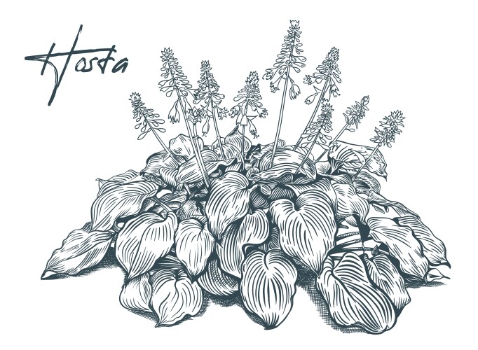 Hosta Vector Images (over 140)