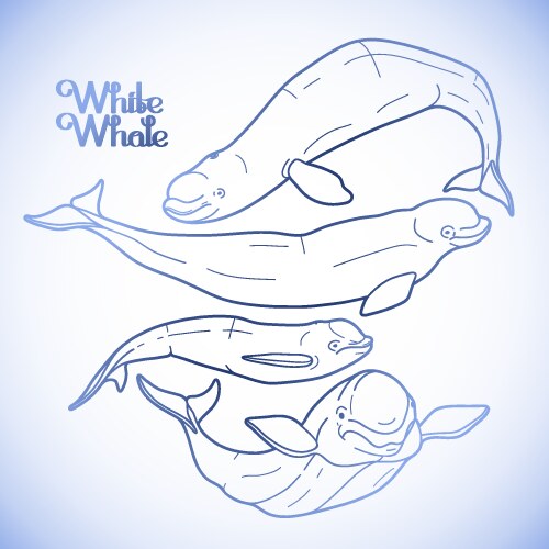 Beluga Royalty Free Vector Image - VectorStock