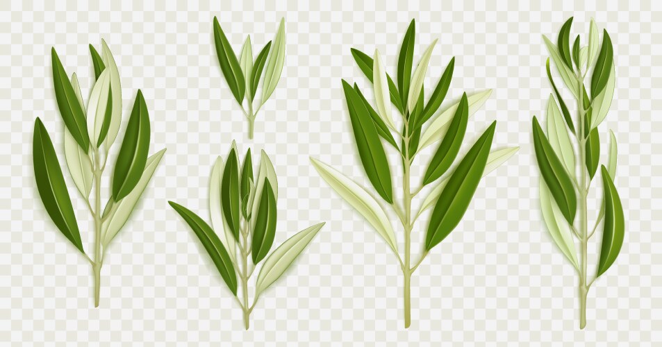 Realistic set of olive tree branches png Vector Image