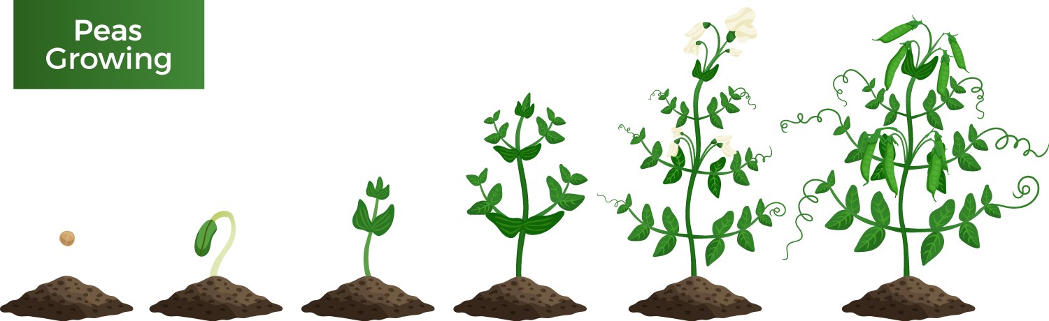Phases plant growth infographic process Royalty Free Vector