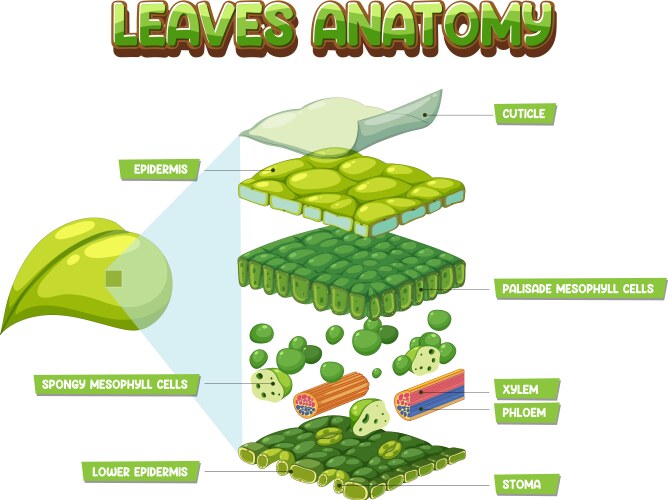 Crocodile Anatomy Diagram – Royalty-Free Vector | VectorStock
