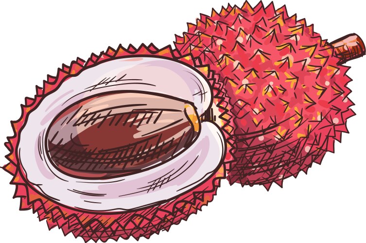 Pink lychee tropical exotic fruit lichee Vector Image