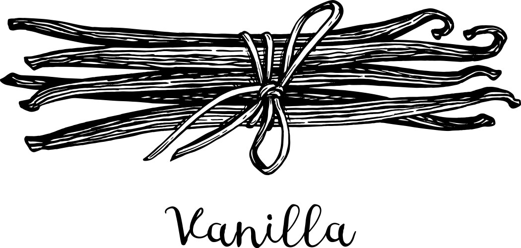 Vanilla Bean Illustration 848 Vanilla Bean Illustration High Res