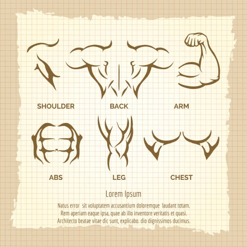 Bodybuilder Male Vector Images (over 14,000)