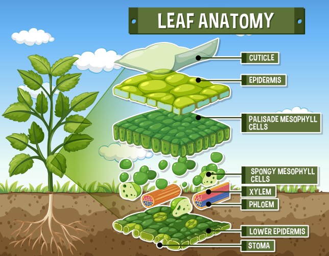 Diagram showing stem and root structure Royalty Free Vector