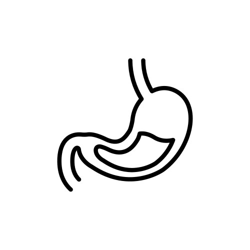 Stomach icon isolated on white background Vector Image