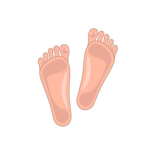 Female feet with red pedicure Royalty Free Vector Image