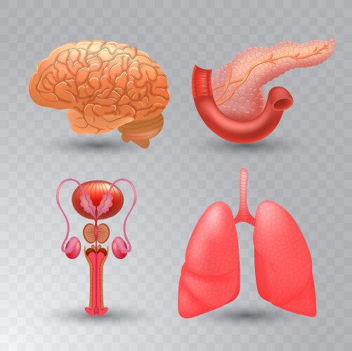 Internal Vector Images (over 550,000)