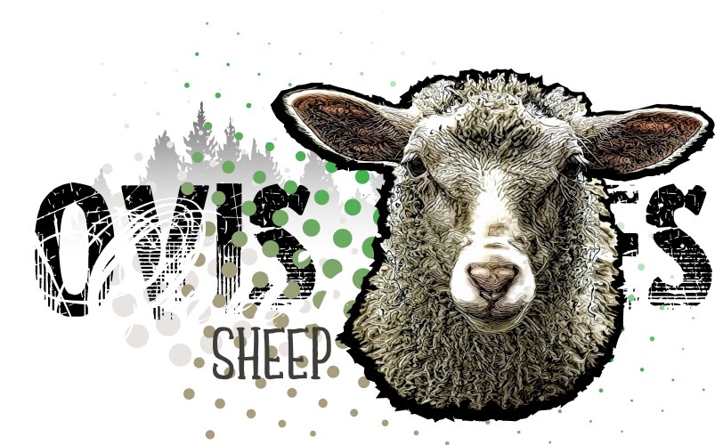 Sheep Vector Images (over 52,000)