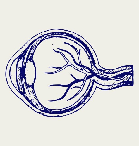 Human eye Royalty Free Vector Image - VectorStock