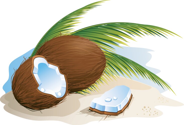 Coconut Royalty Free Vector Image - VectorStock