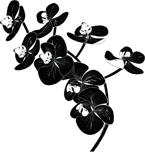 Stylized orchid branch Royalty Free Vector Image