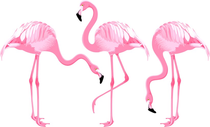 Flamingo Cartoon Vector Images (over 11,000)