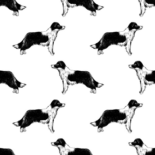 Border Collie Outline Vector Images (over 430)