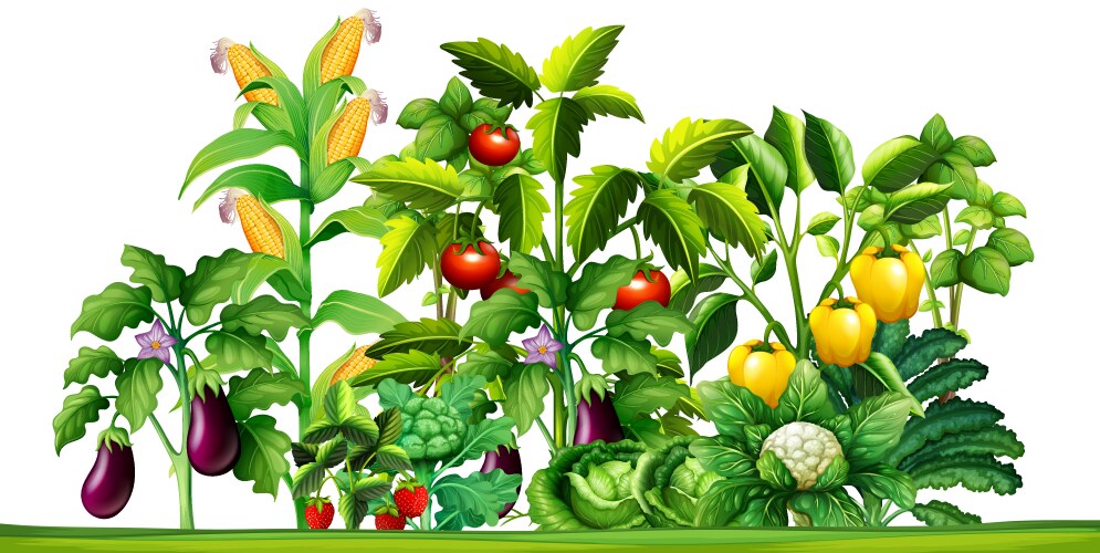 Garden with vegetable plants growing in Royalty Free Vector