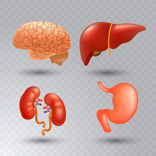 Realistic human organs set anatomy Royalty Free Vector Image