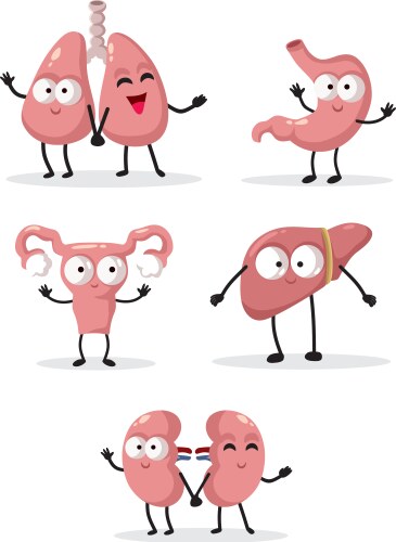 Strong Kidney Vector Images (over 230)