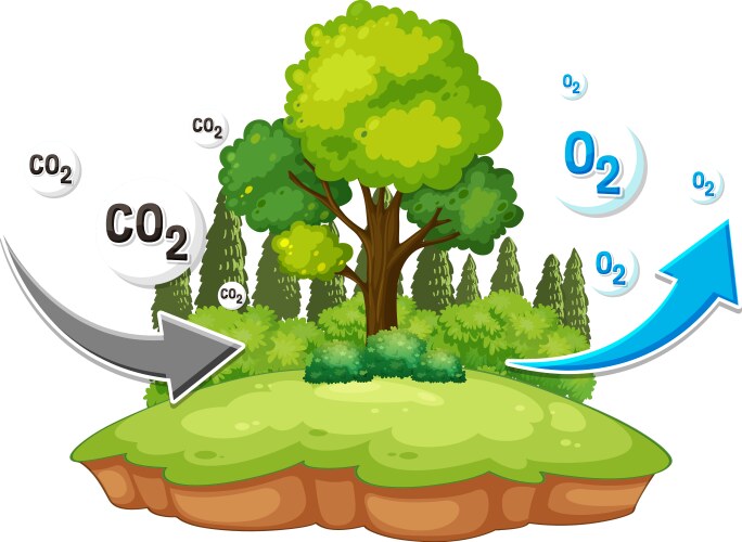 Carbon cycle Royalty Free Vector Image - VectorStock
