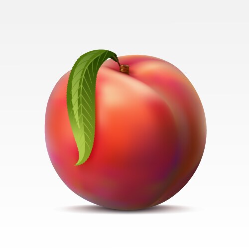 Peach Vector Images (over 39,000)