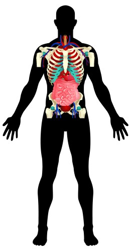 Organs of the Human Body Male Vector Images (over 4,700)