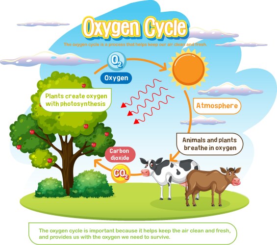 Photosynthesis diagram background Royalty Free Vector Image