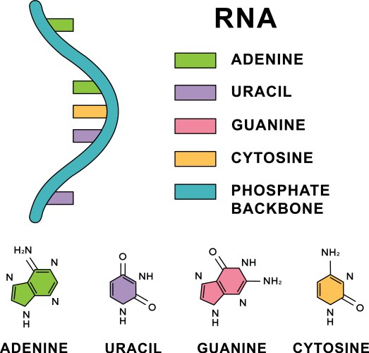 Purine Pyrimidine Vector Images (31)