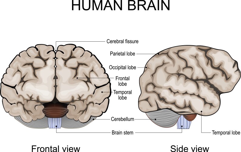 Vector Cerebral Frontal