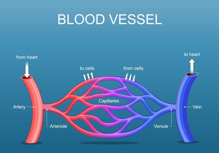 Blood Vessel Vector Images (over 5,600)