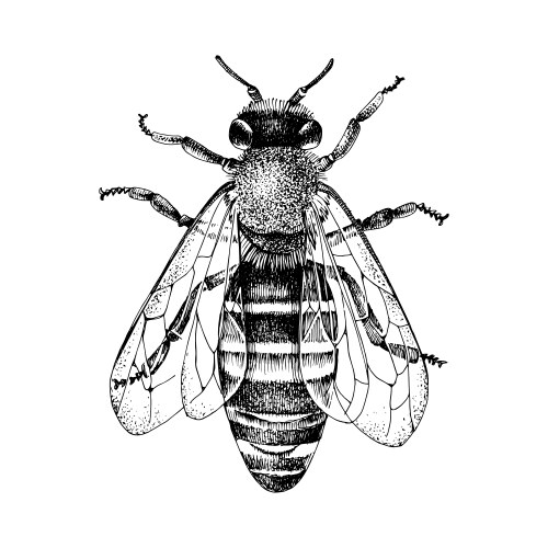 Bee Drawing Vector Images (over 23,000)