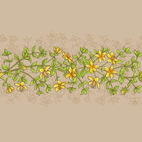 Tutsan branch frame Royalty Free Vector Image - VectorStock