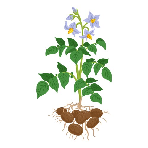 Potato Vector Images (over 60,000)