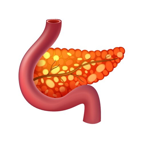 Pancreas isolated icon internal organ digestive Vector Image