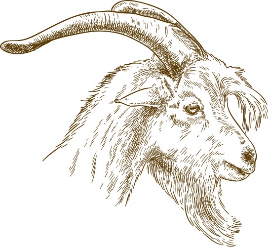 Engraving goat and kid retro Royalty Free Vector Image