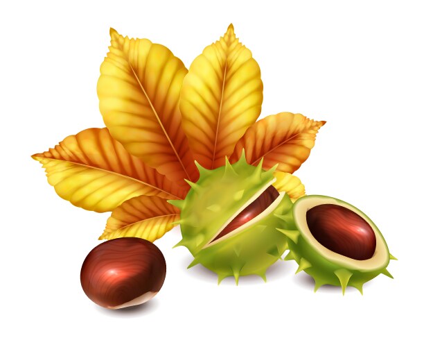 Chestnut realistic plant set Royalty Free Vector Image