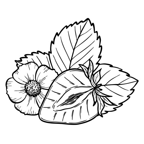 Strawberries sketch line art composition hand Vector Image