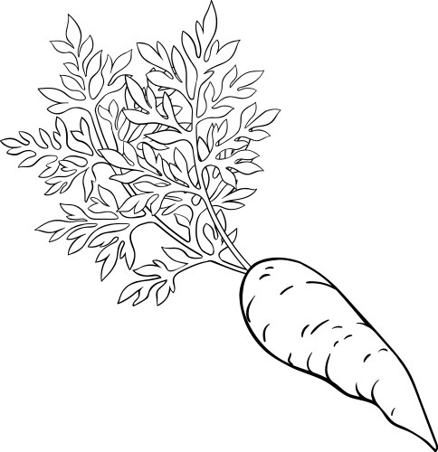 Root Outline Vector Images (over 19,000)