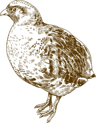 Partridge Vector Images (over 580)