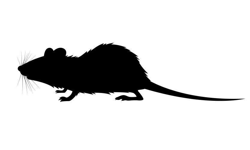 Rat Vector Images (over 31,000)