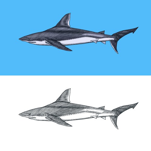 Bull Shark Vector Images (over 220)