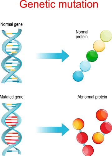 Genetic mutation normal gene and mutated dna Vector Image