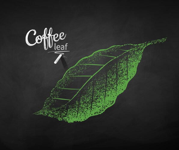 Coffee Leaf Sketch Vector Images (over 2,500)