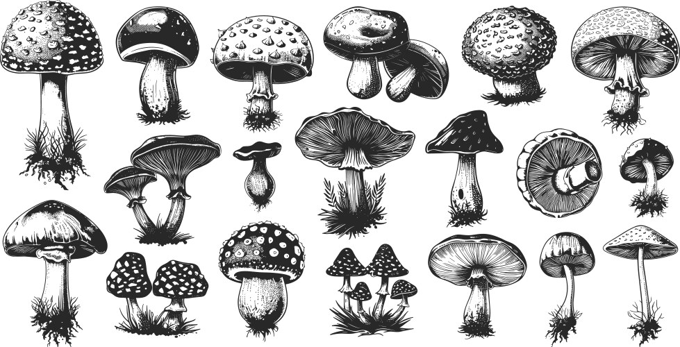 Fungal Vector Images (over 2,000)