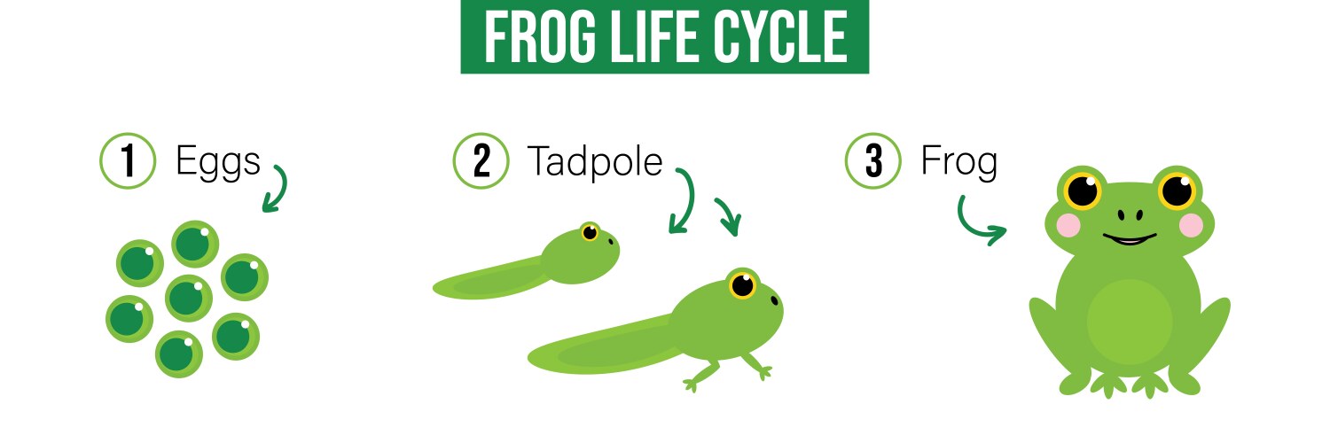 Tadpole Life Cycle Vector Images (over 120)