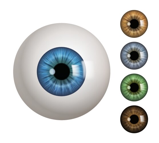 Human Eye Anatomy Royalty Free Vector Image - VectorStock