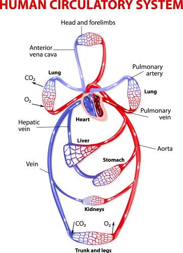 Blood flow in human circulatory system Royalty Free Vector